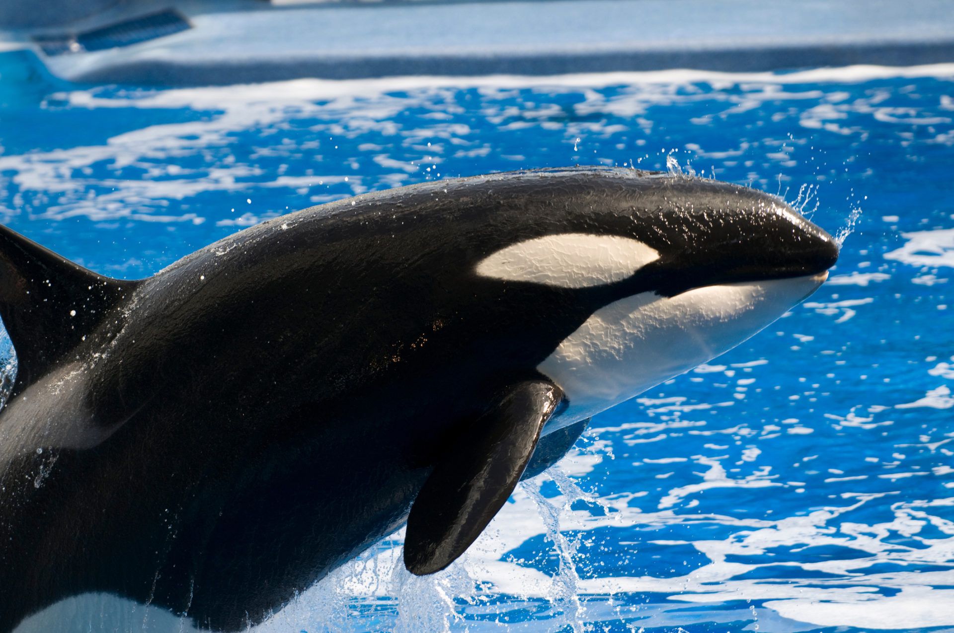 Toolbox Talks: What can Shamu teach us about shaping safety culture?